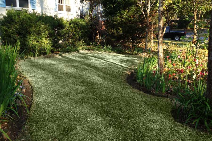 Landscaping for Privacy | Deep South | Landscaping & Maintenance